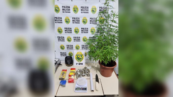 PMs veem pé de maconha em residência e prendem casal por tráfico em Cambé