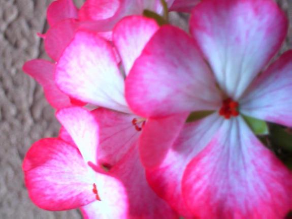 As flores e suas mensagens