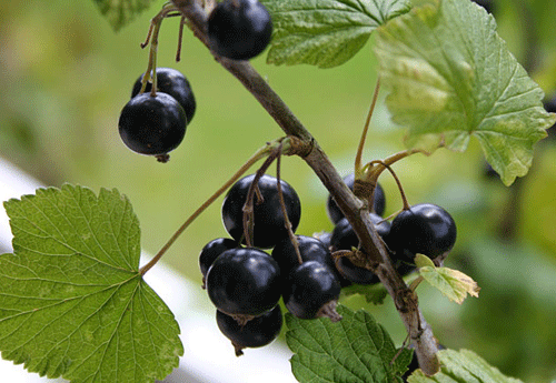 Groselha negra é altamente nutritiva e pode retardar o envelhecimento