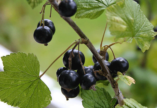 Groselha negra é altamente nutritiva e pode retardar o envelhecimento