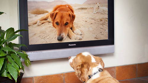 Empresa lança primeira TV para pets no Brasil