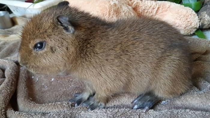 Fotos de filhotes de capivara encantam os internautas