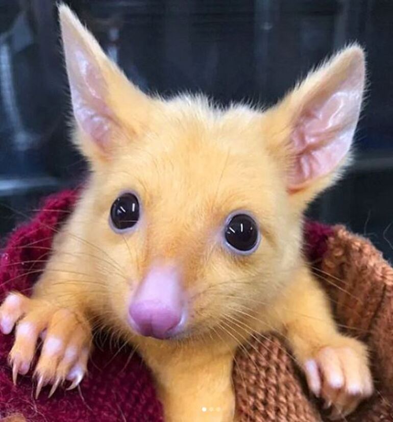 Pequeno gambá é descoberto e fica conhecido como 'Pikachu da vida real'